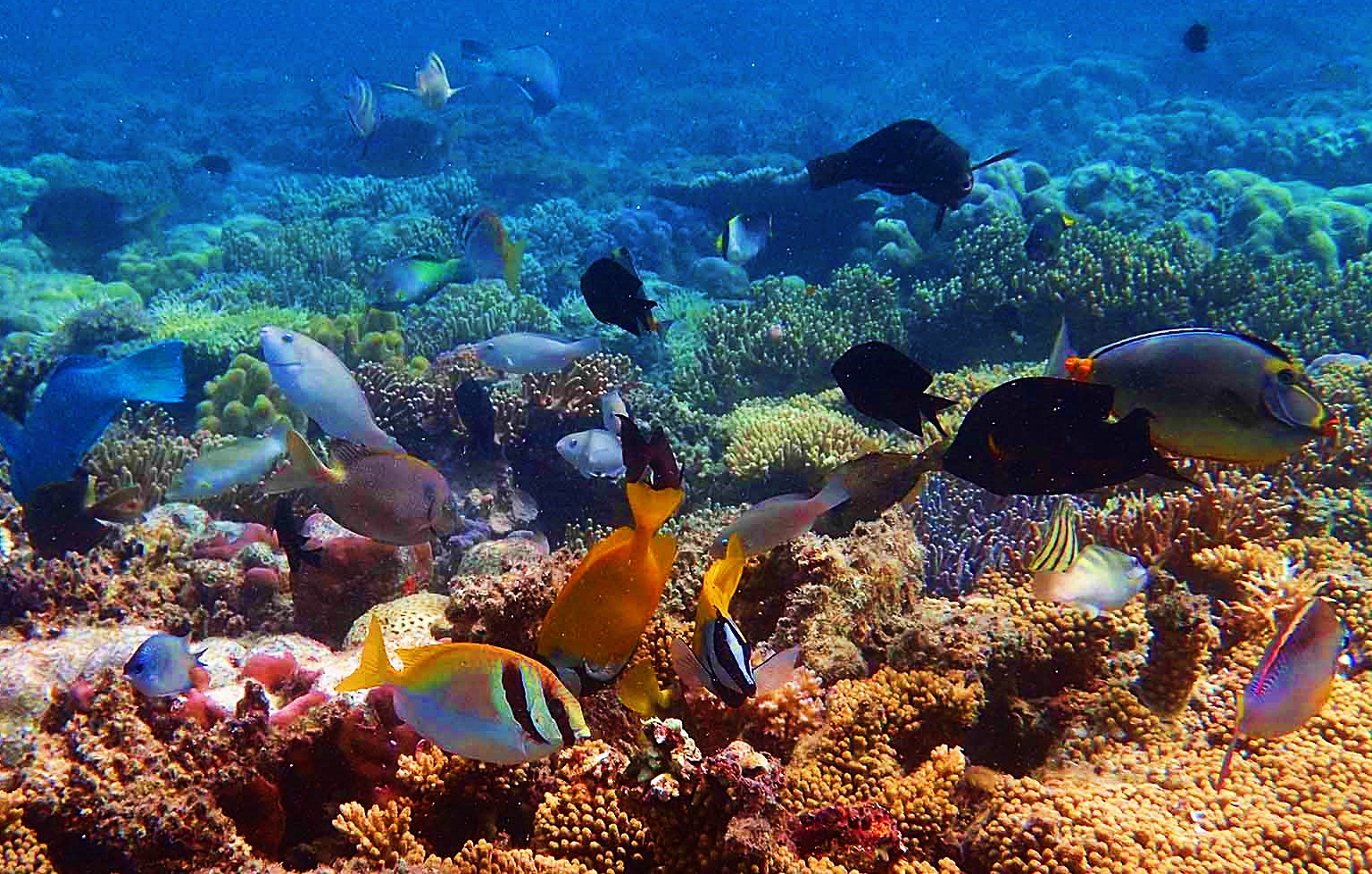 Coron. Best Snorkeling & Diving spots | Coron Island hopping