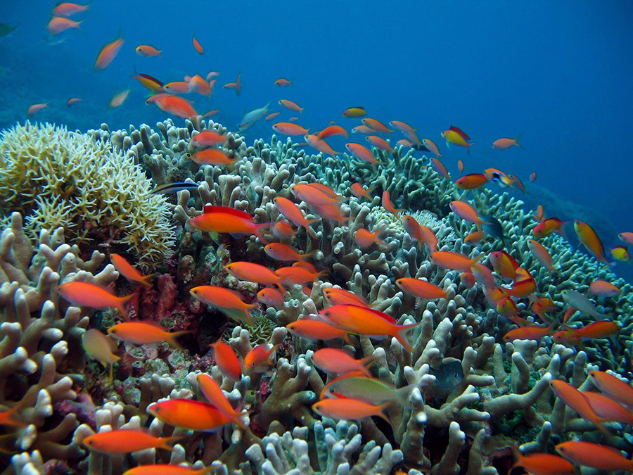 Tubbataha Reef – a treasure trove for experienced divers - Plan your ...