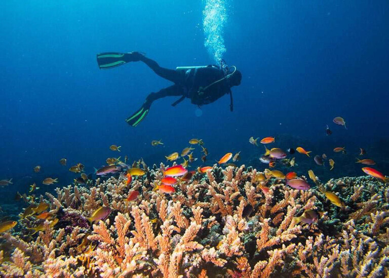 Tubbataha Reef – a treasure trove for experienced divers - Plan your ...